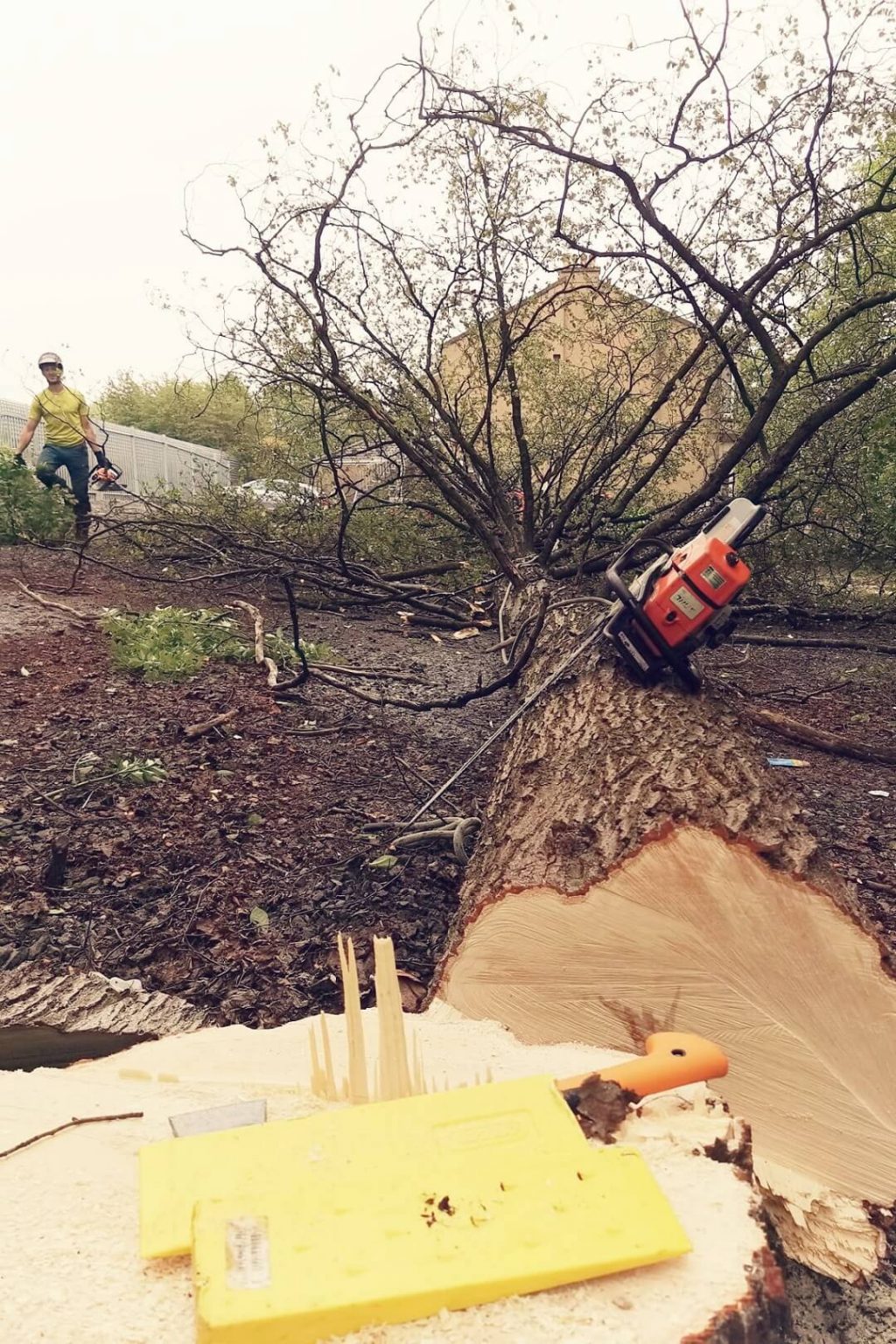 Arboricultural Services | Arborists | Hamilton, East Kilbride, Glasgow ...